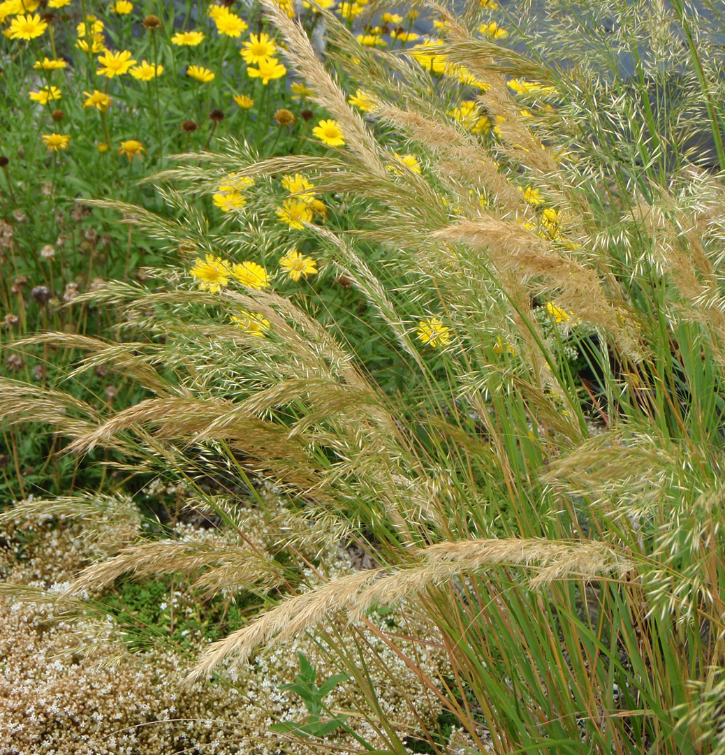 G rtnerei StaudenSpatz Silber hrengras Silber Raugras Stipa